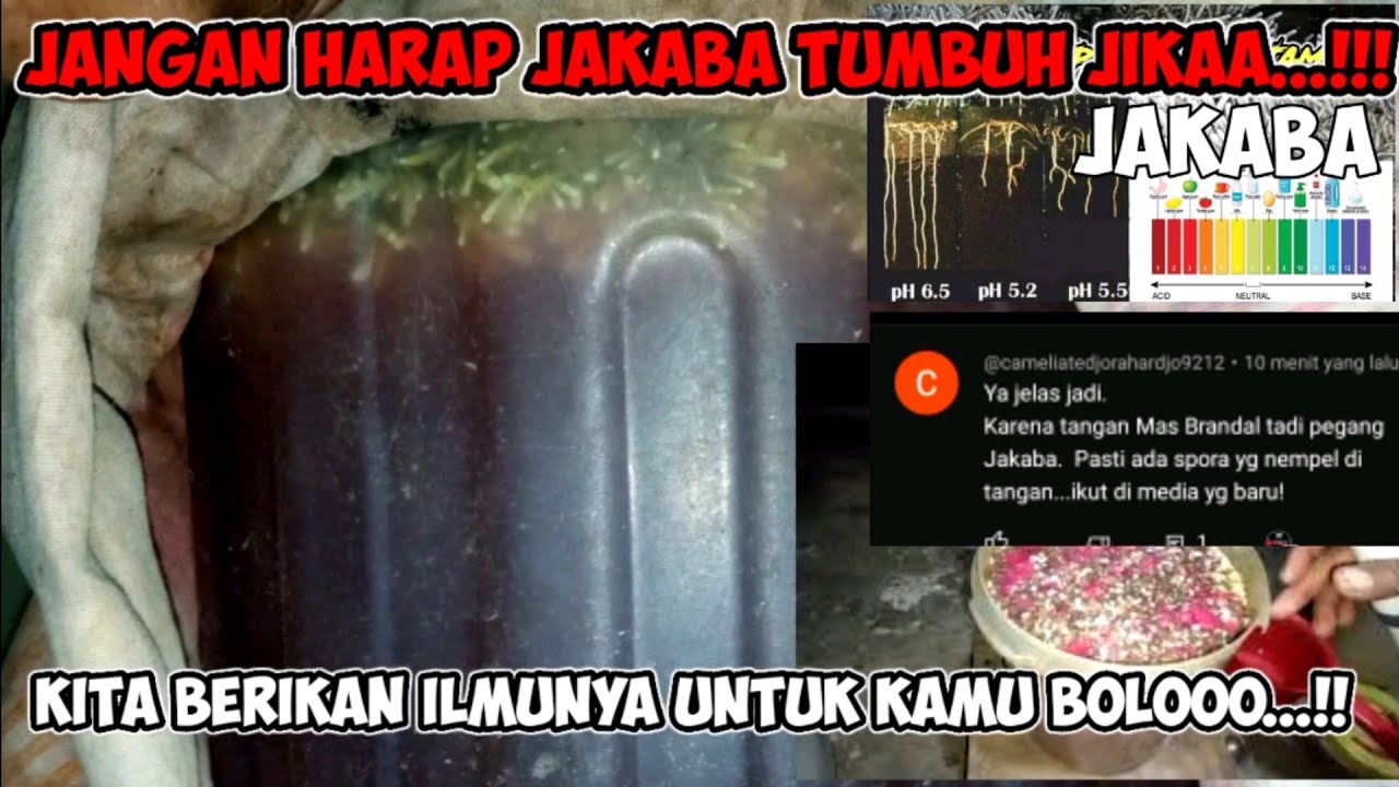 Jakaba, Jakaba Super Mengenal lebih dekat agar bisa tumbuh Jamur Jakaba ...