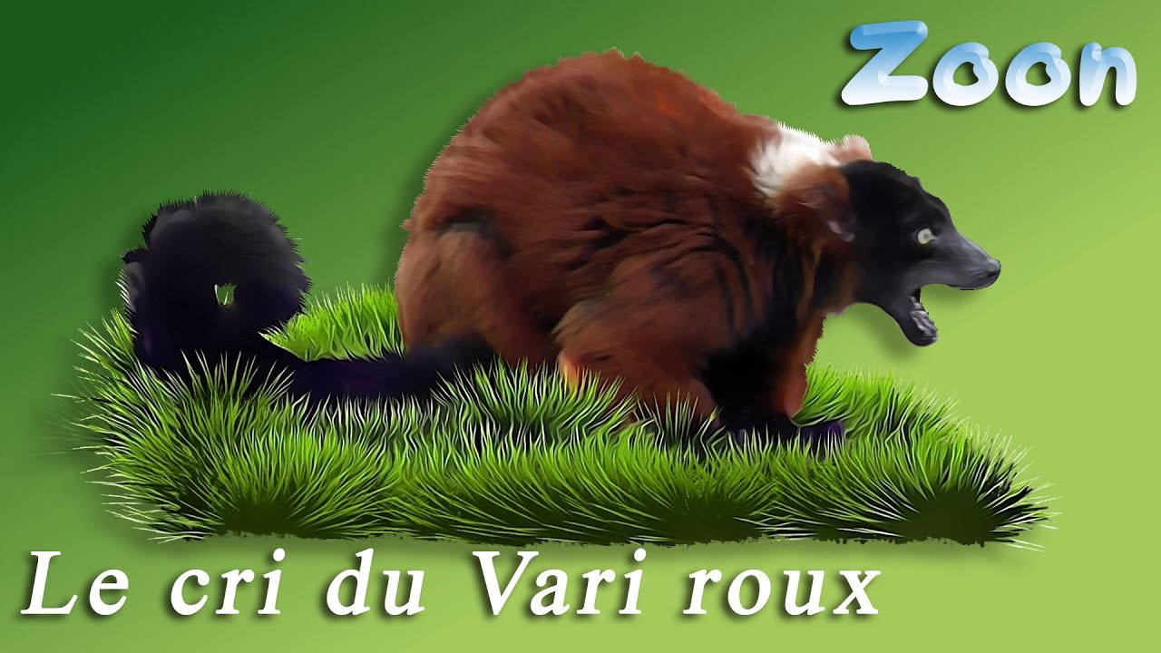 Le cri du Vari roux – The scream of the red ruffed lemur - YouTube