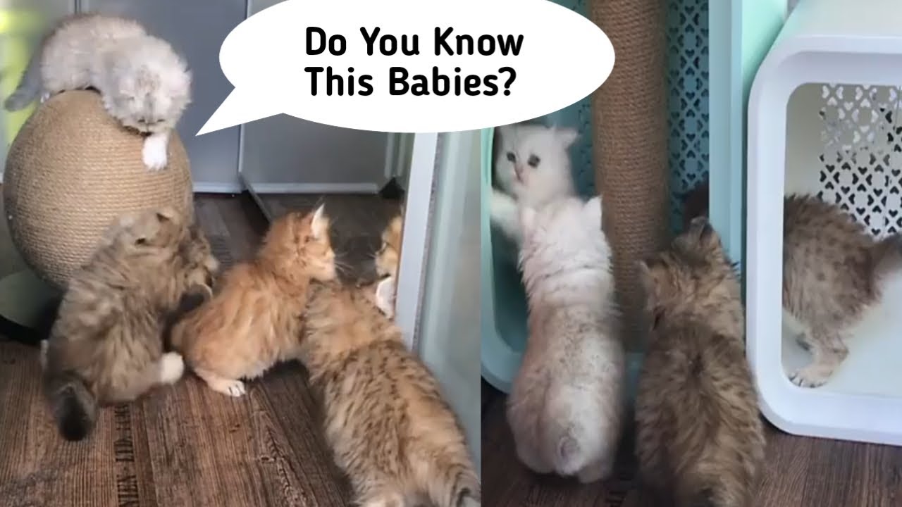 5 Cute Cats Babies In Funny Mode Compilation 2020 || Animal's - YouTube