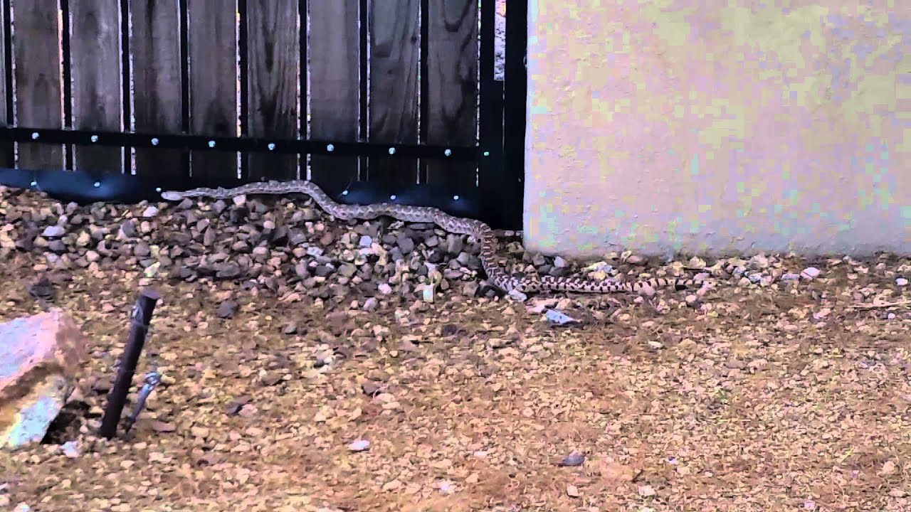 Gomer the Gopher Snake - YouTube