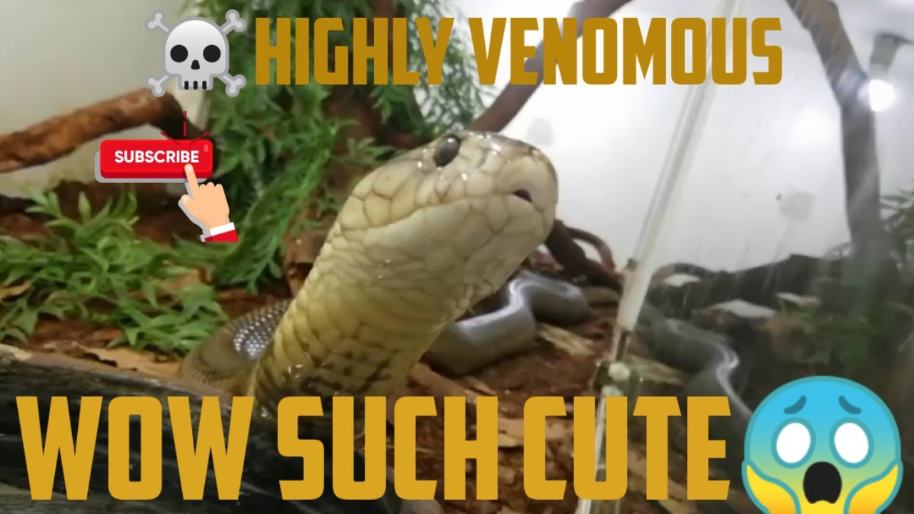 Keeping MONOCLED COBRAS ! - YouTube