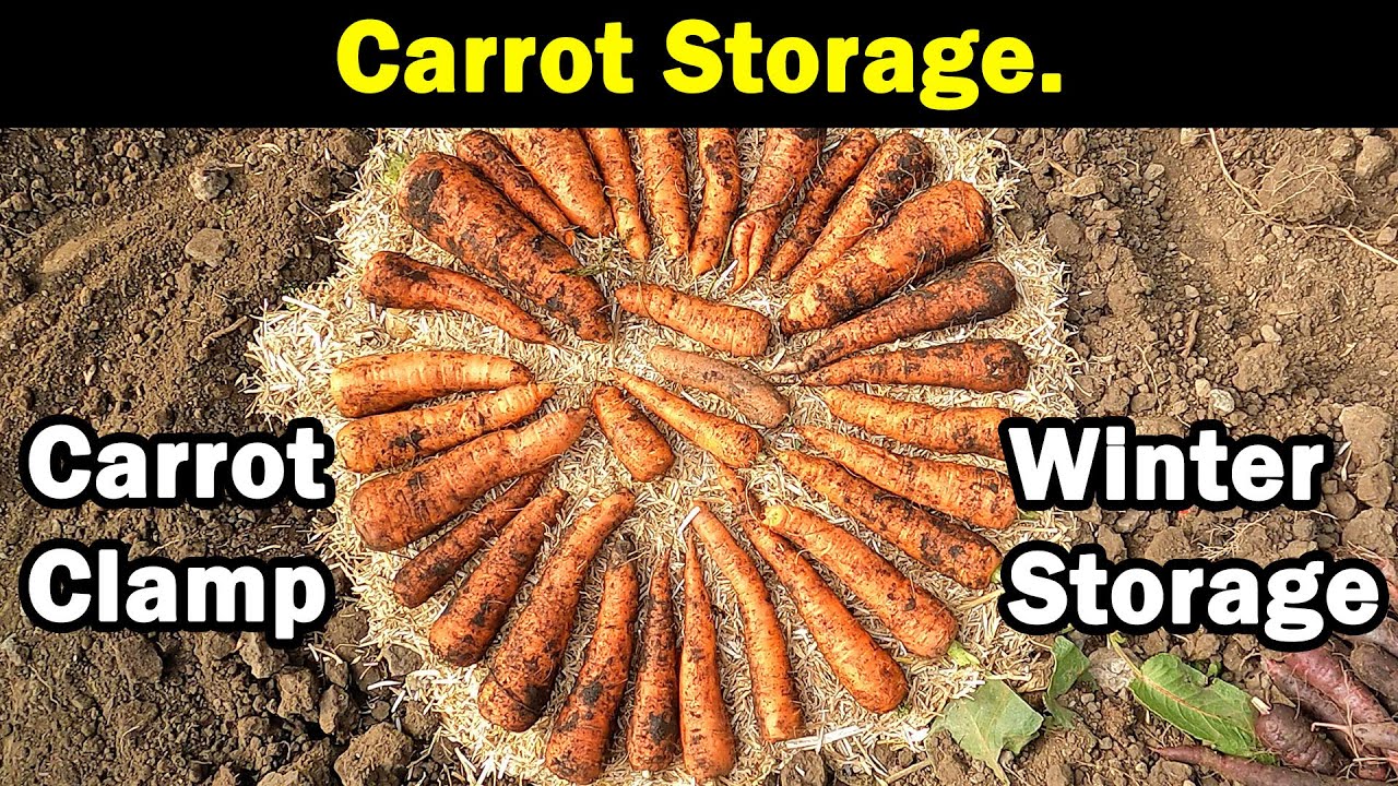 Carrot Clamp | Root Clamp | Winter Storage | Green Side Up - YouTube
