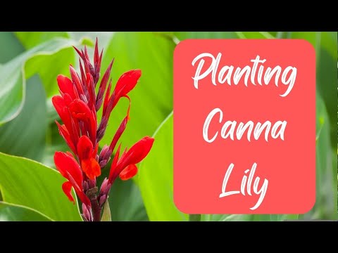 Easy Steps to Grow Canna Lilies in Your Garden