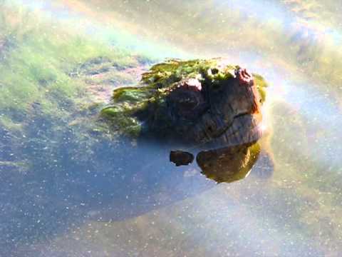 Mossy Turtle Up Close - YouTube