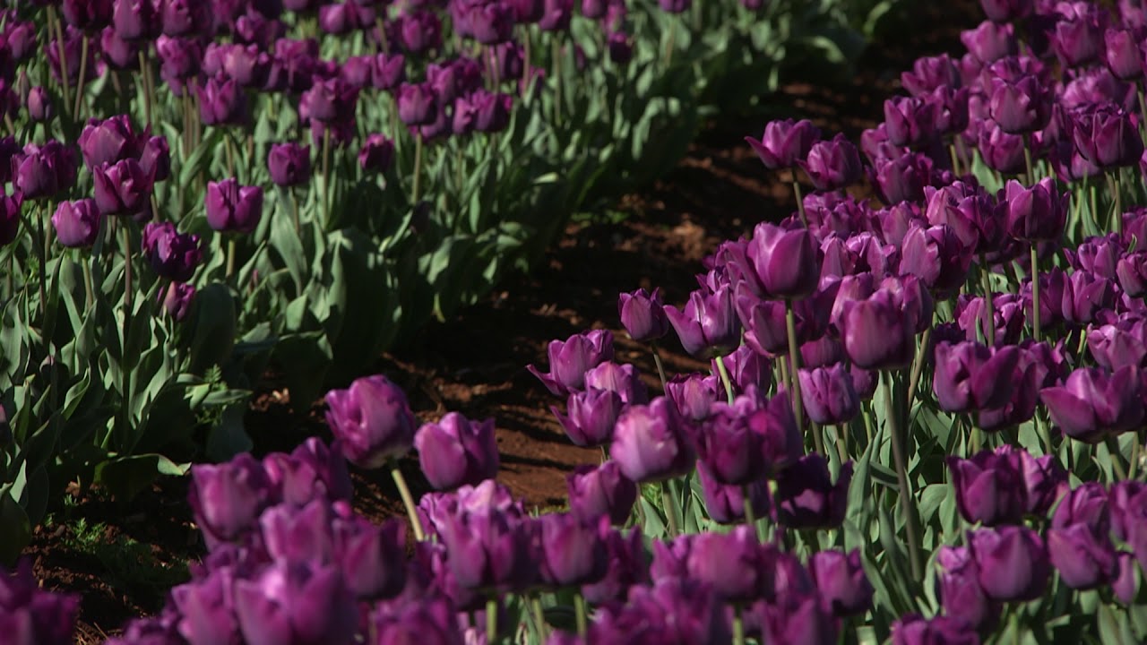 Saigon - Tulip 🌷🌷🌷 vdqbulbs.com.au - YouTube