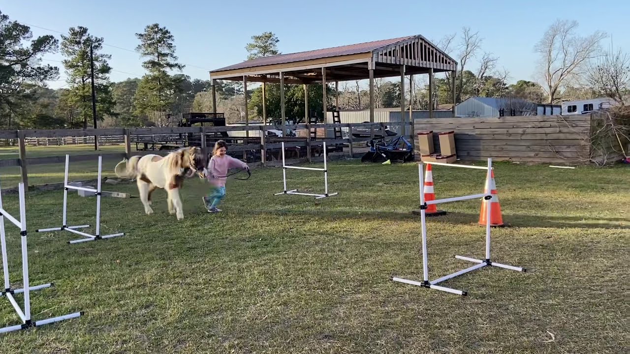 Miniature horse training for hunter jumper show. - YouTube