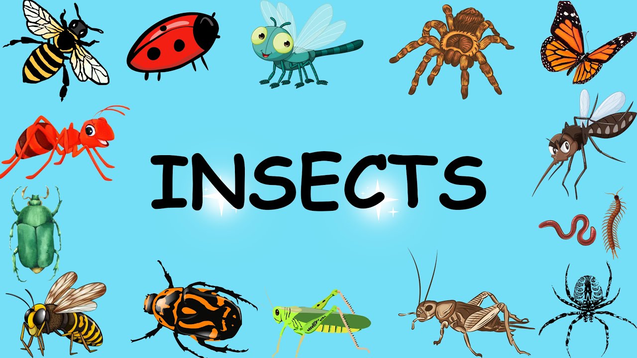 Names of Insects in English | 30 Types of Insects for Children # ...