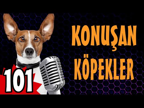 Komik Köpek Videoları - Konuşan Köpekler 101