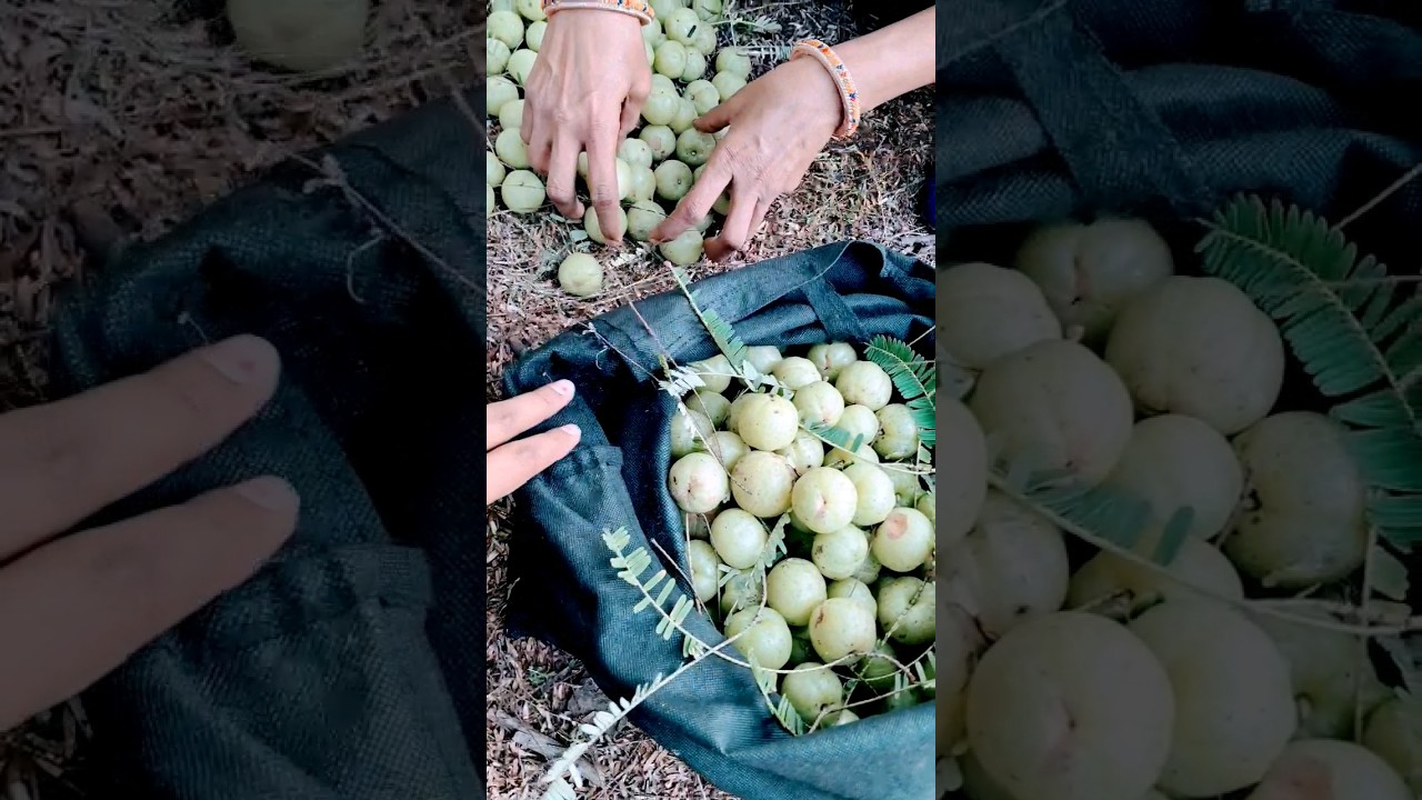 amla harvesting / gooseberry / amla farming #shorts - YouTube