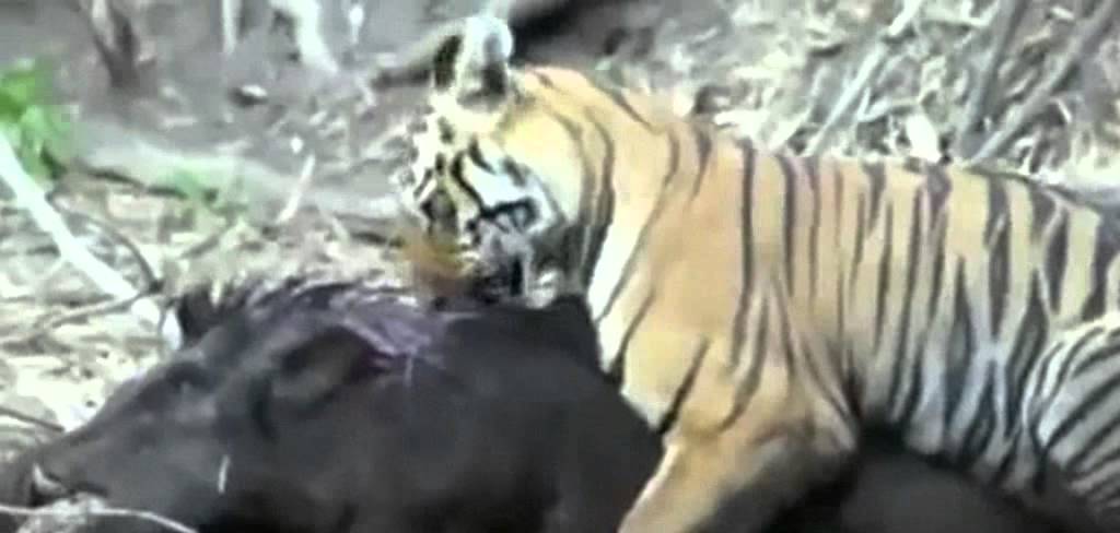 Tigers Attacks Huge Bear Then Eats It Alive - YouTube