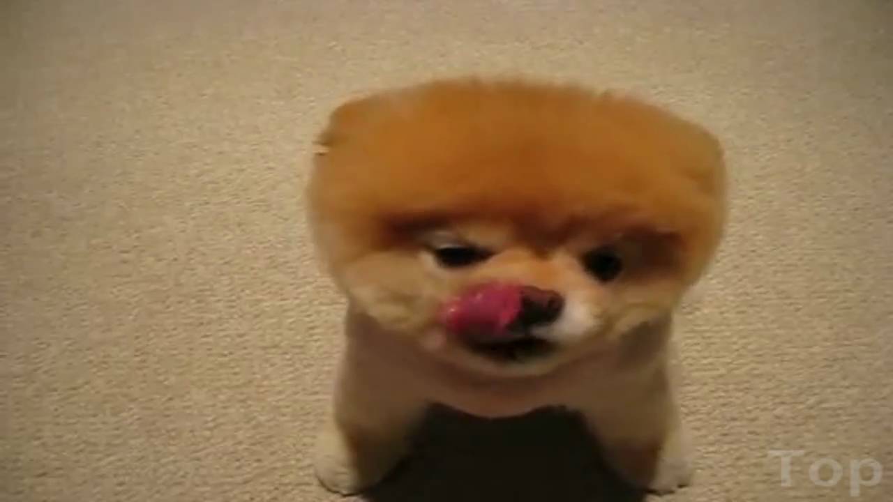 Super Cute Dog Died- Boo the Fluffy Dog - YouTube