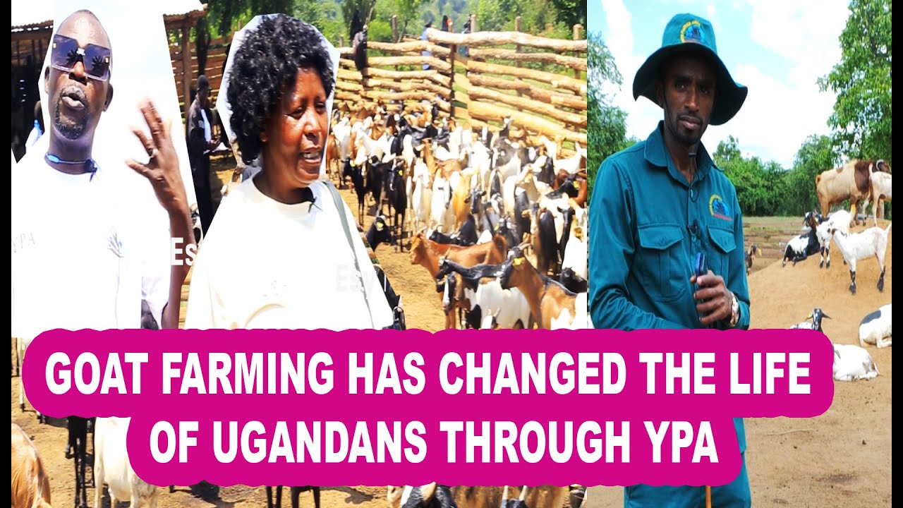 GOAT FARMING - How YPA(Youth Platform Africa) clients are reaping big ...