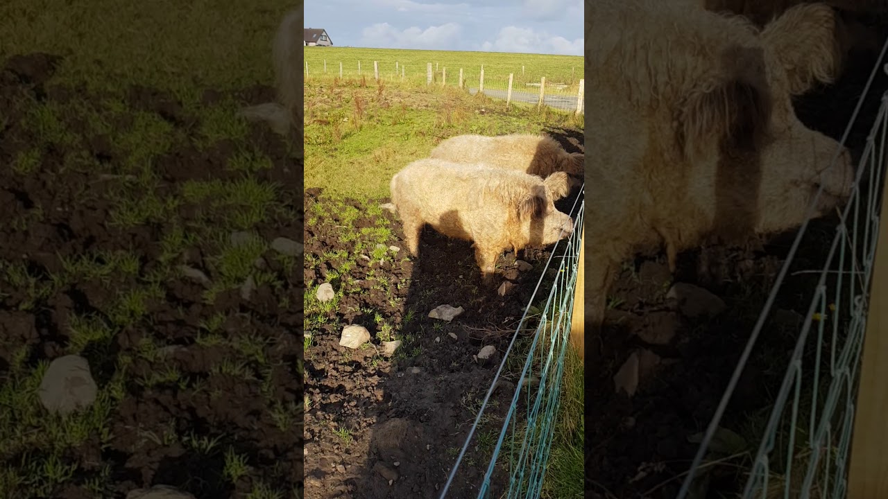 Hairy Pigs in Orkney - YouTube