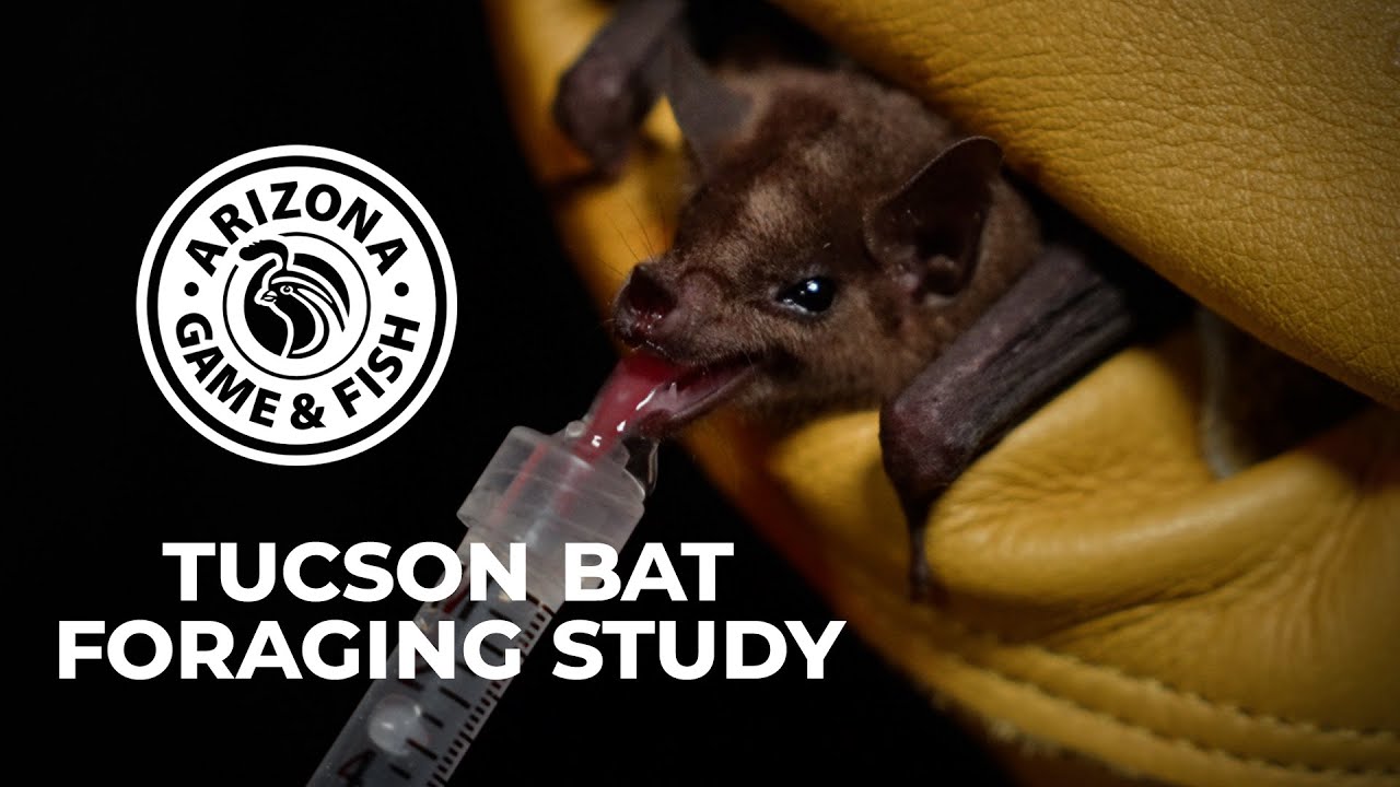 Tucson Bat Research - 2024 UPDATE - YouTube