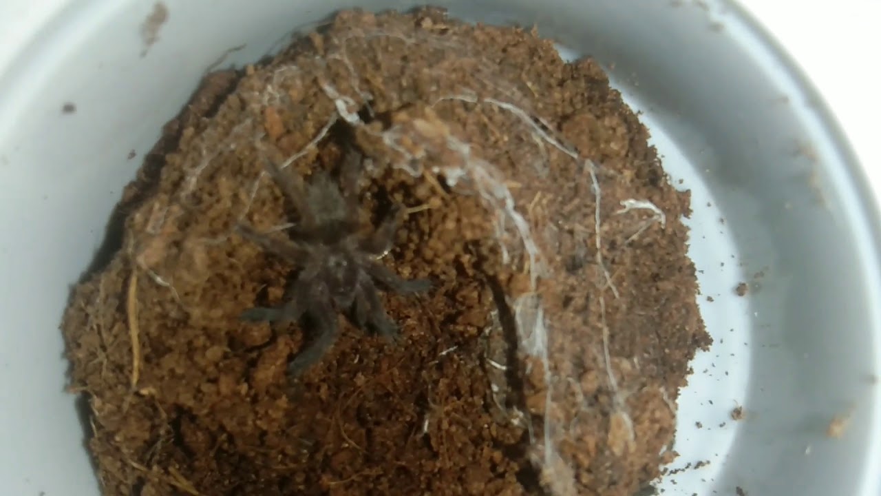 TARANTULA FEEDING VIDEO #1 / SLING FEEDING - YouTube