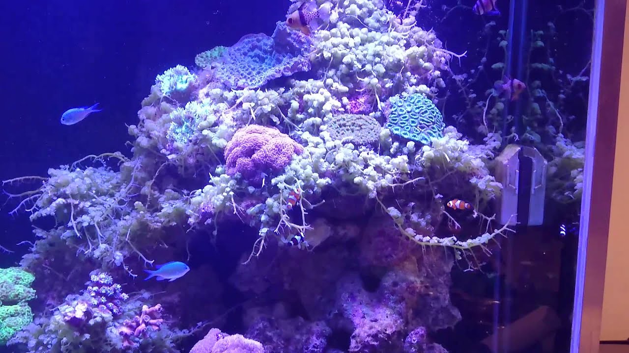 Crazy macro algae in a new reef aquarium! - YouTube