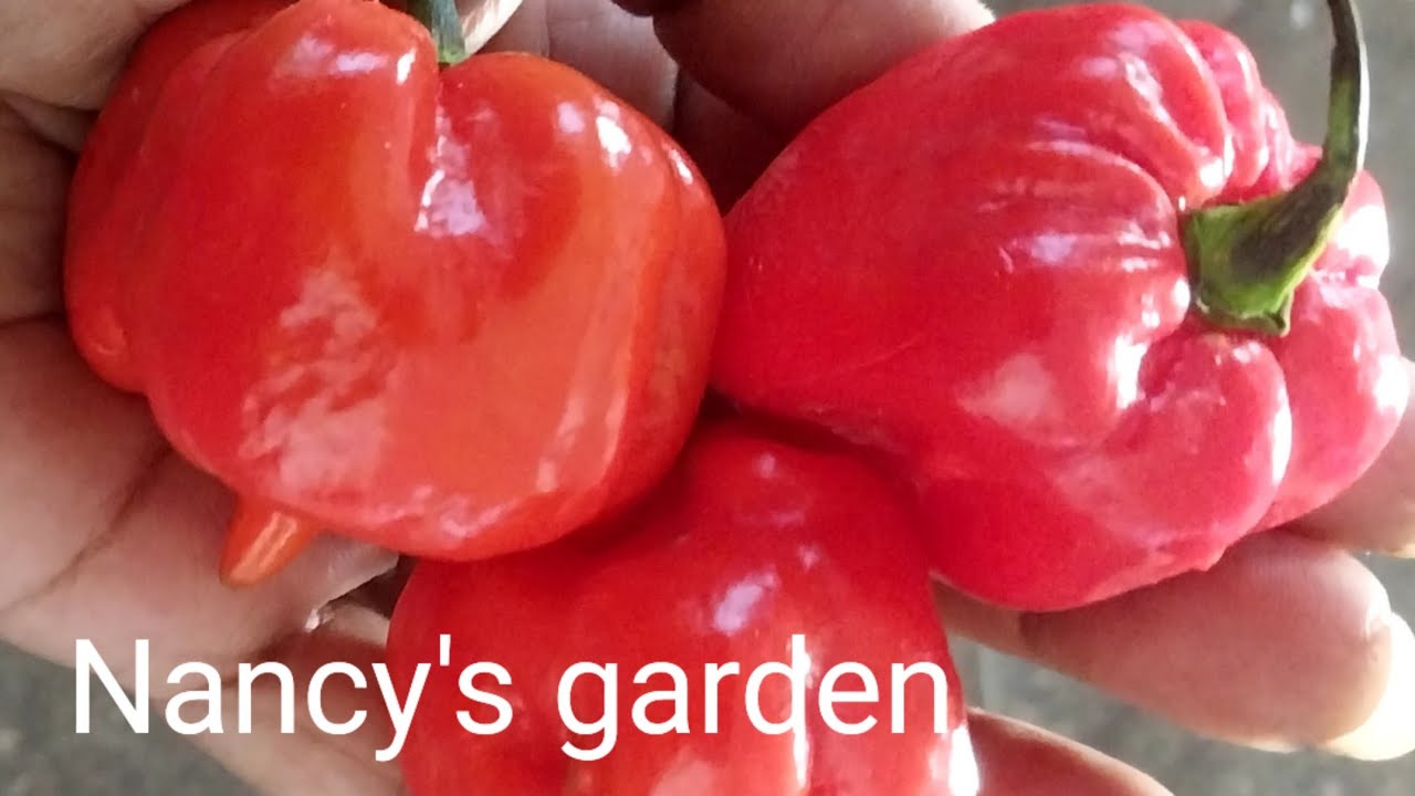 Rain Lily, Shsnbagam,Anthi Malli, காண மிளகாய் & Ghee ChillySeeds ...
