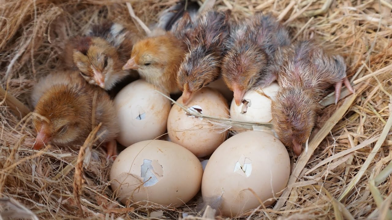 Natural Hatching Hen eggs to Chicks : Step by Step Procedure Beautiful ...