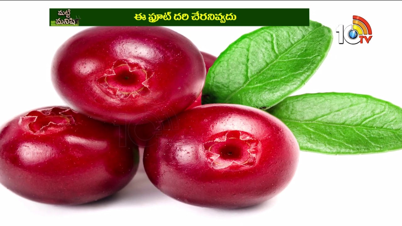 Indian Cranberry Tree