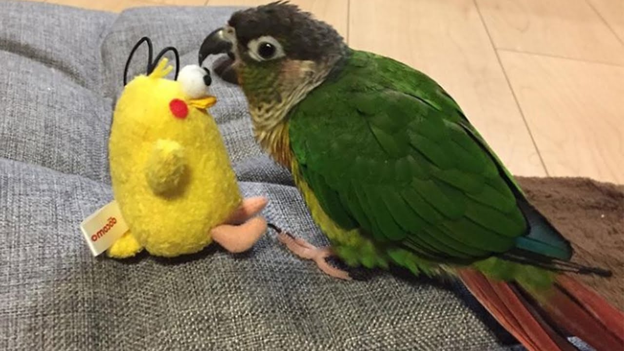 Green Cheek Conure - Green Cheek Conure Playing - Green Cheek Conure ...
