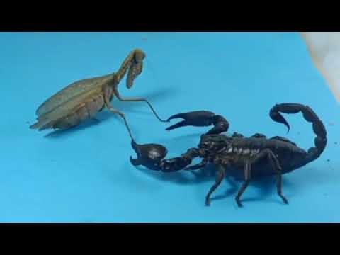 Amazing mantis vs black scorpion what will happen? - YouTube