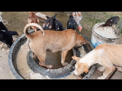 Feeding Poor dogs very hungry #11 - YouTube