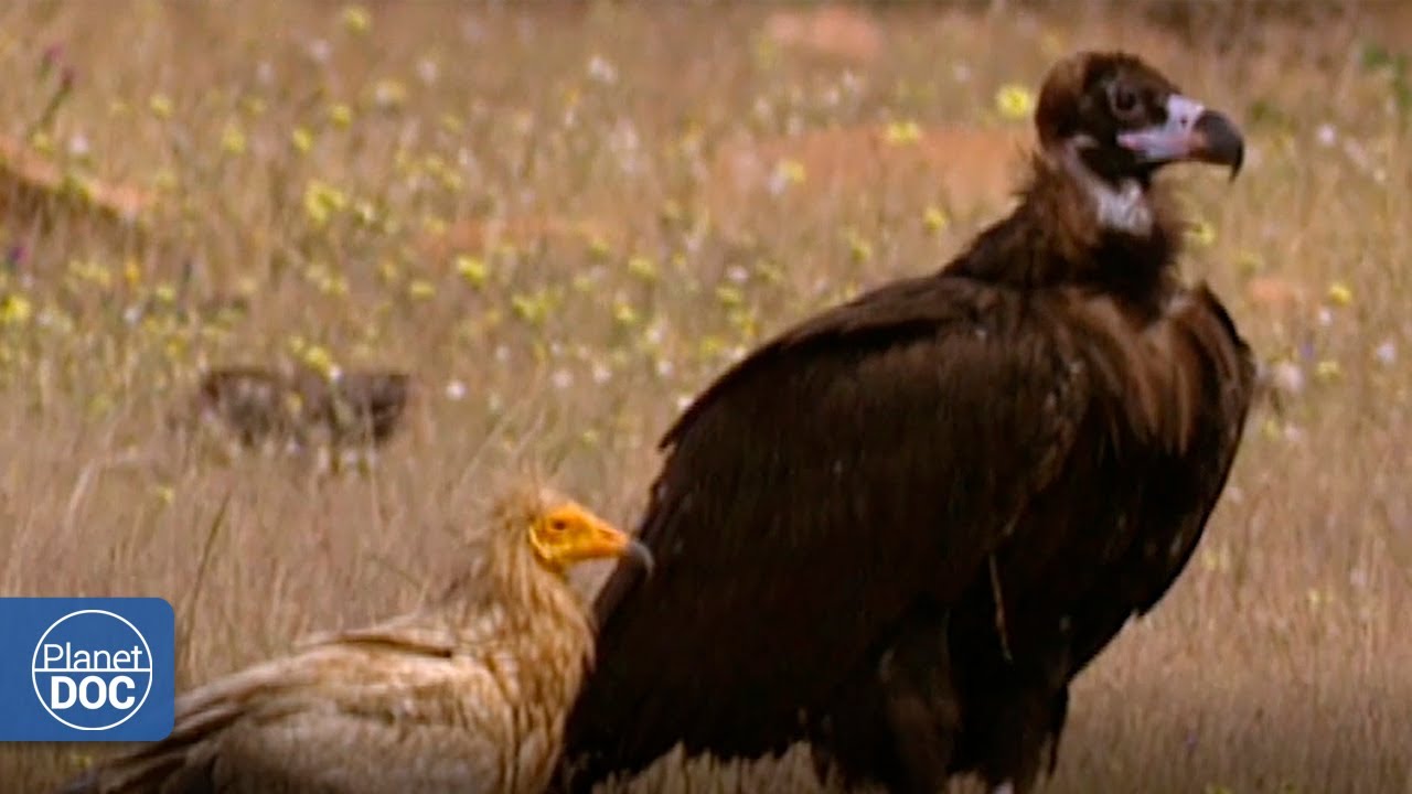 Watch out for Monfrague vultures ... go feast stick! - YouTube