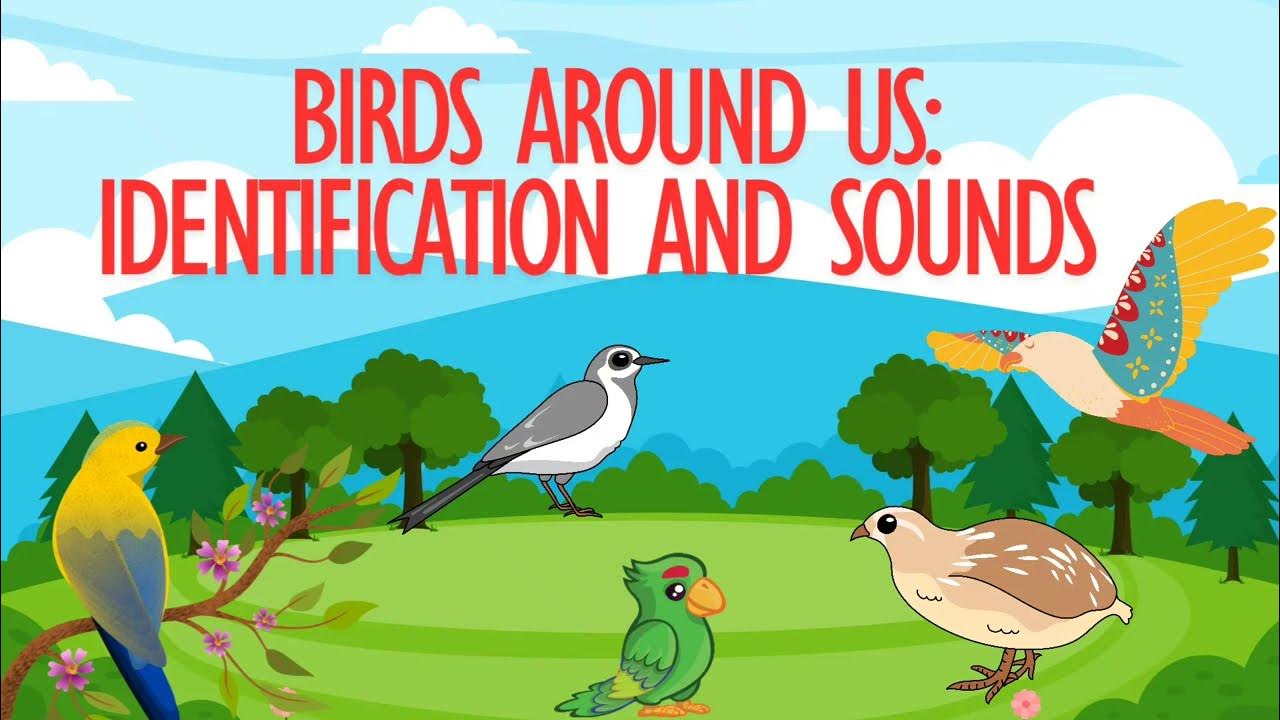 BIRDS AROUND US : Identification and sounds.🦜🦚🦆 - YouTube