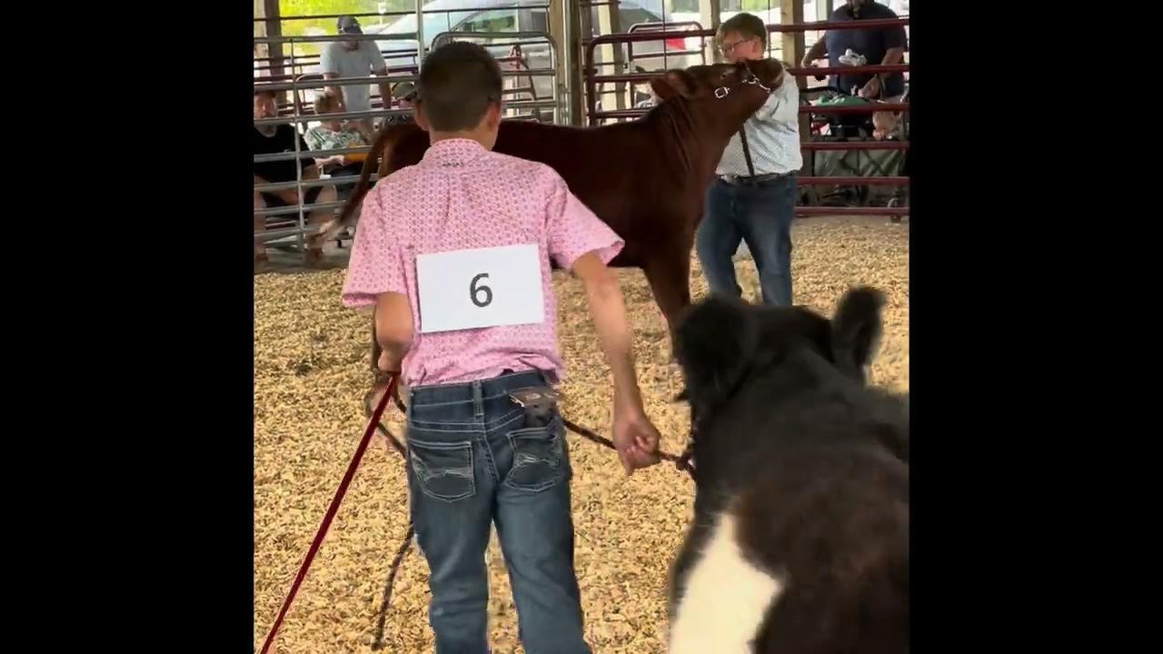 Showing two crazy cows - YouTube