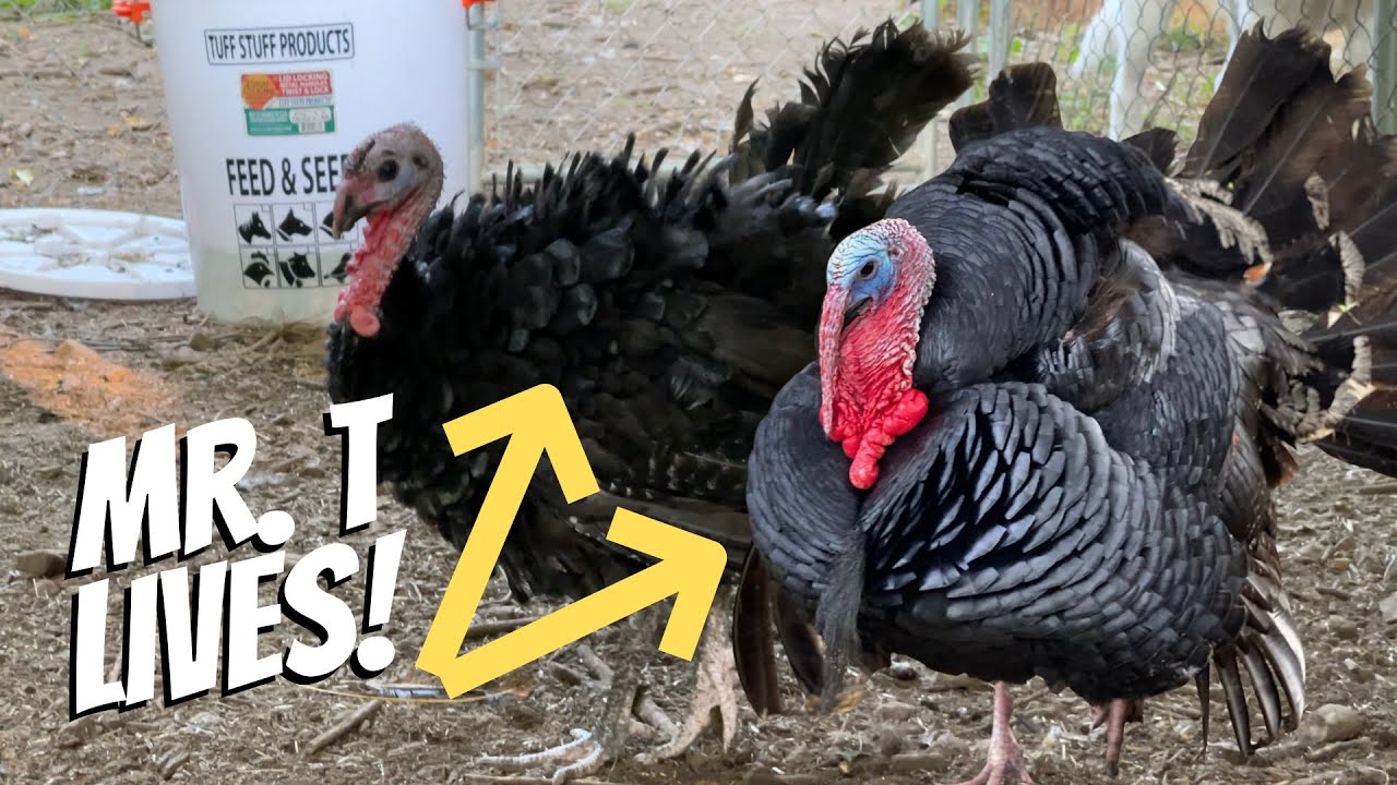 THE WORST ANIMAL EVER IS BACK YouTube the-worst-animal-ever-is-back-youtube