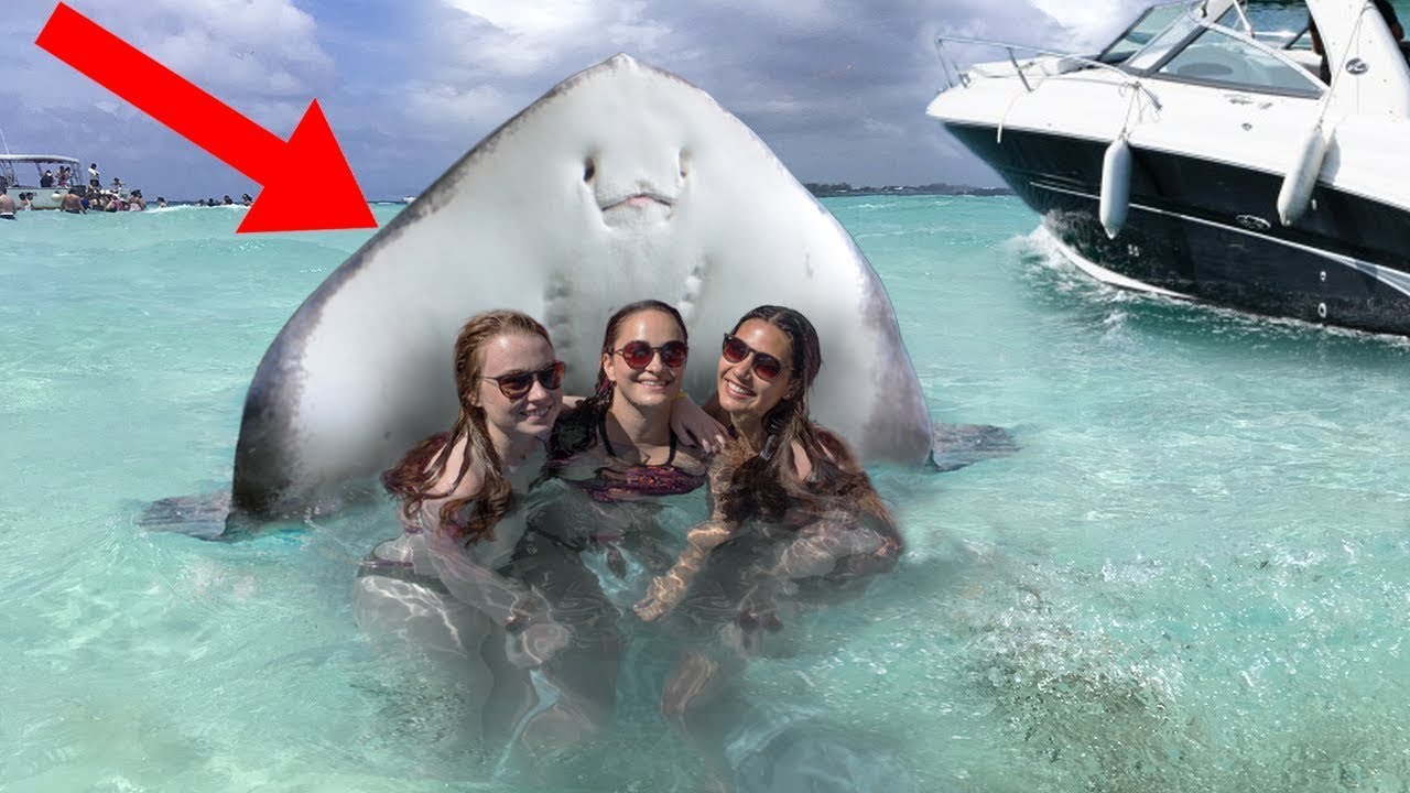 Friendly Sea Creatures Animals - YouTube