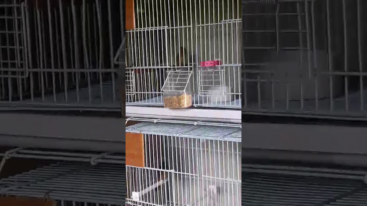 Pop (wijfje) rowtie wiet wiet aan het fluiten - YouTube