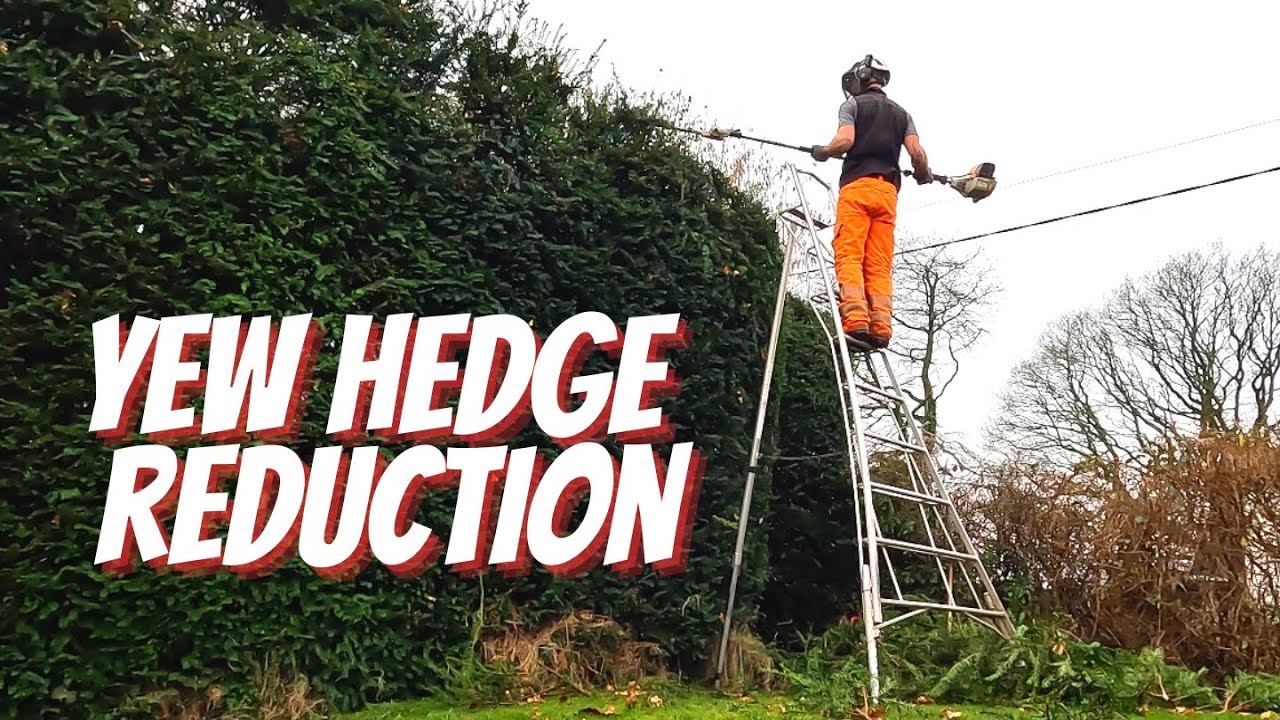 Yew hedge reduction in rural Wales #lewisgardenservicesltd - YouTube