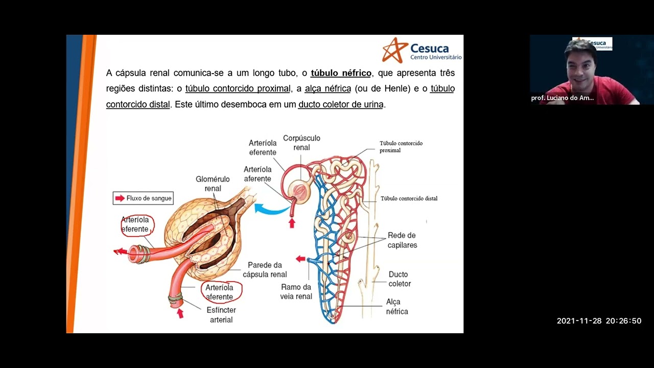 Aula on line de Anatomia: Sistema Renal - YouTube