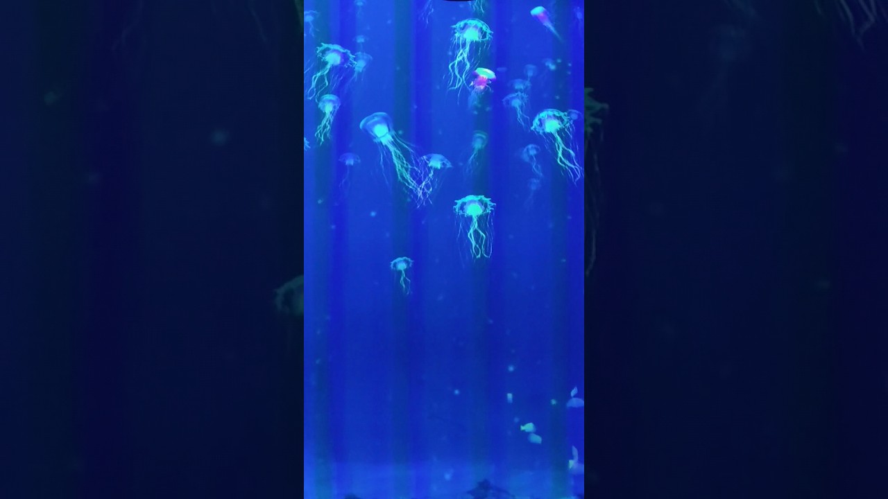 Bangabandhu Military Museum | Bijoy Soroni - YouTube