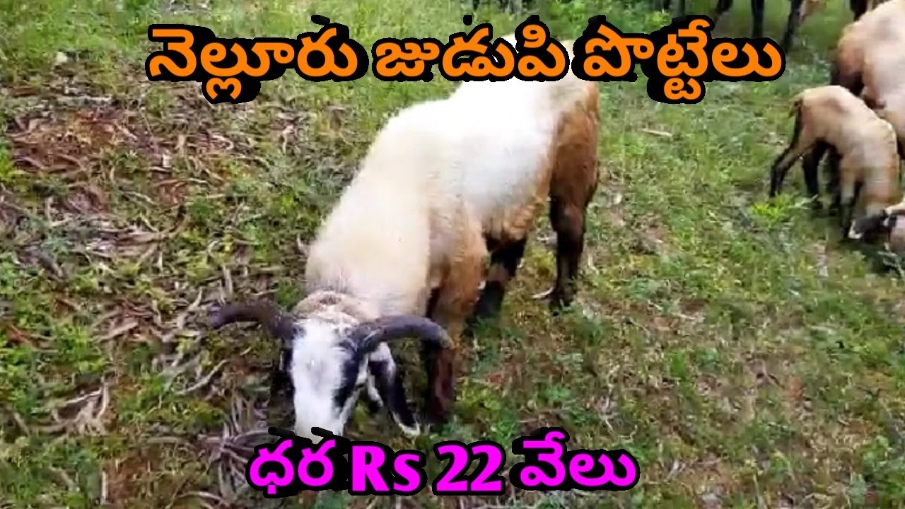NELLORE JUDUPI SHEEP RAMS BAKRA POTTELU 7975984192 - YouTube