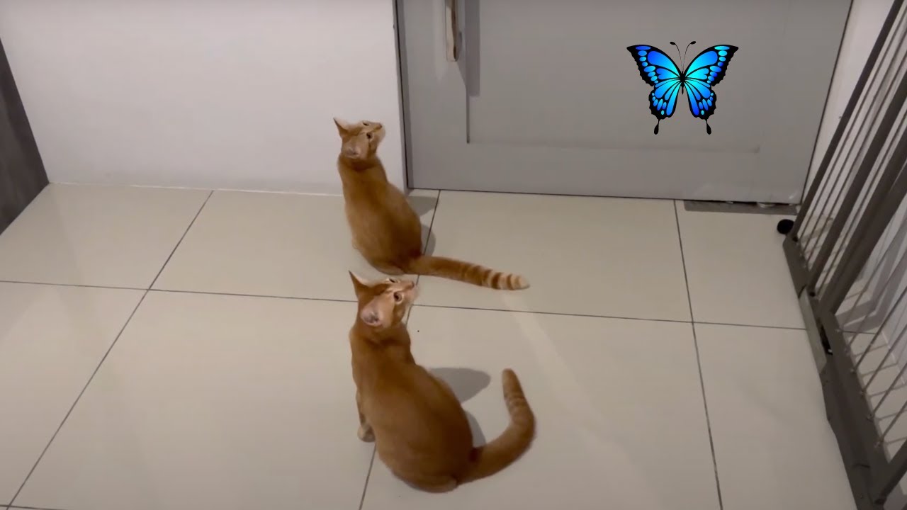 Brothers are trying to catch the butterfly 🦋 - YouTube