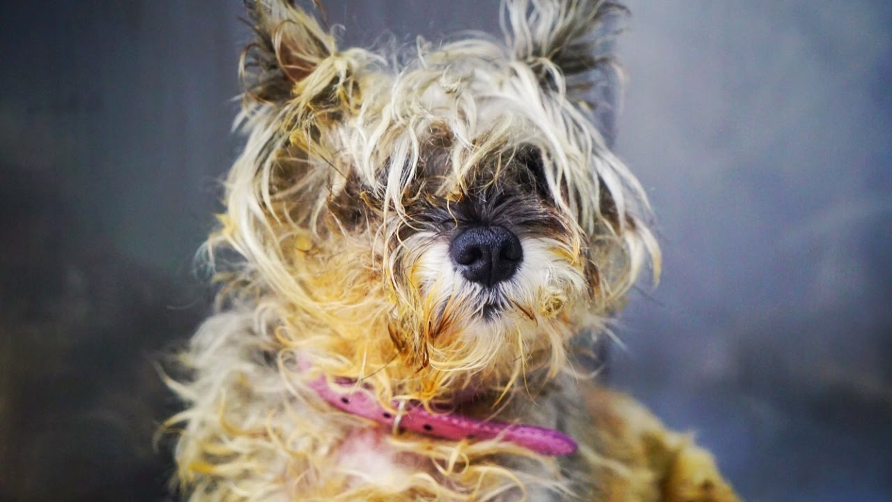 Amazing recovery of dog with broken back and two huge stones inside her ...