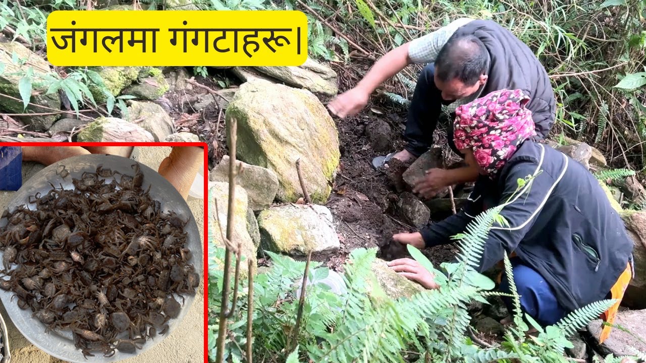 How To Catch Crabs in the Forest | गाउँका जंगल मा गंगटाहरू समात्ने खाने ...