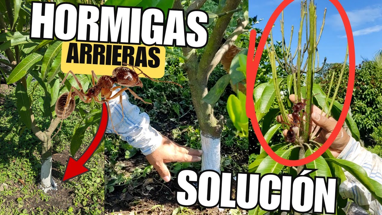 Las hormigas Arrieras dejan Sin hojas a tu planta, Mira la Solución ...