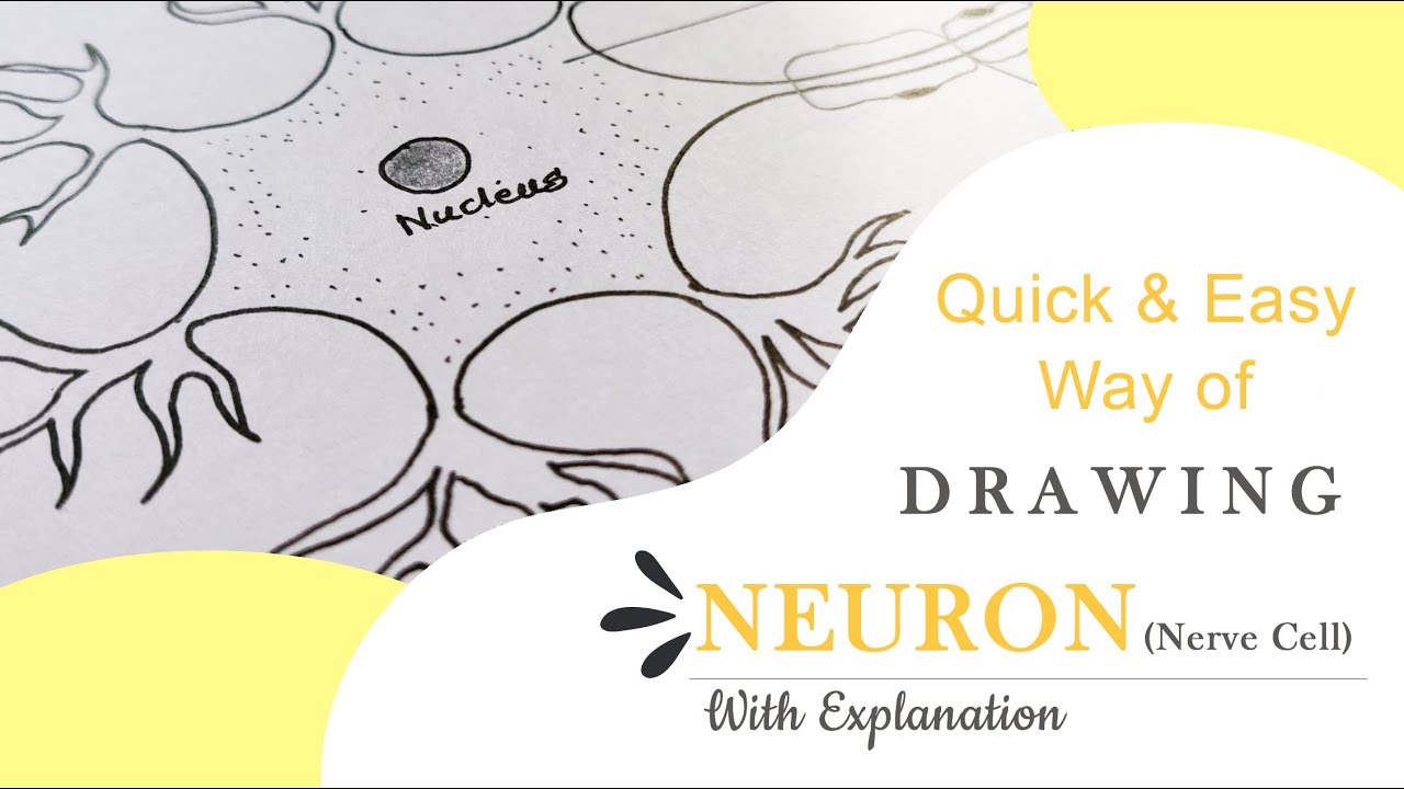 NEURON (Nerve cell) - Quick and an Easy Way of Drawing - With ...