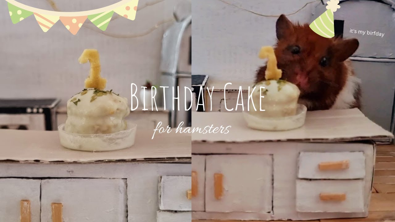 How to make Birthday Cake for Hamsters - YouTube