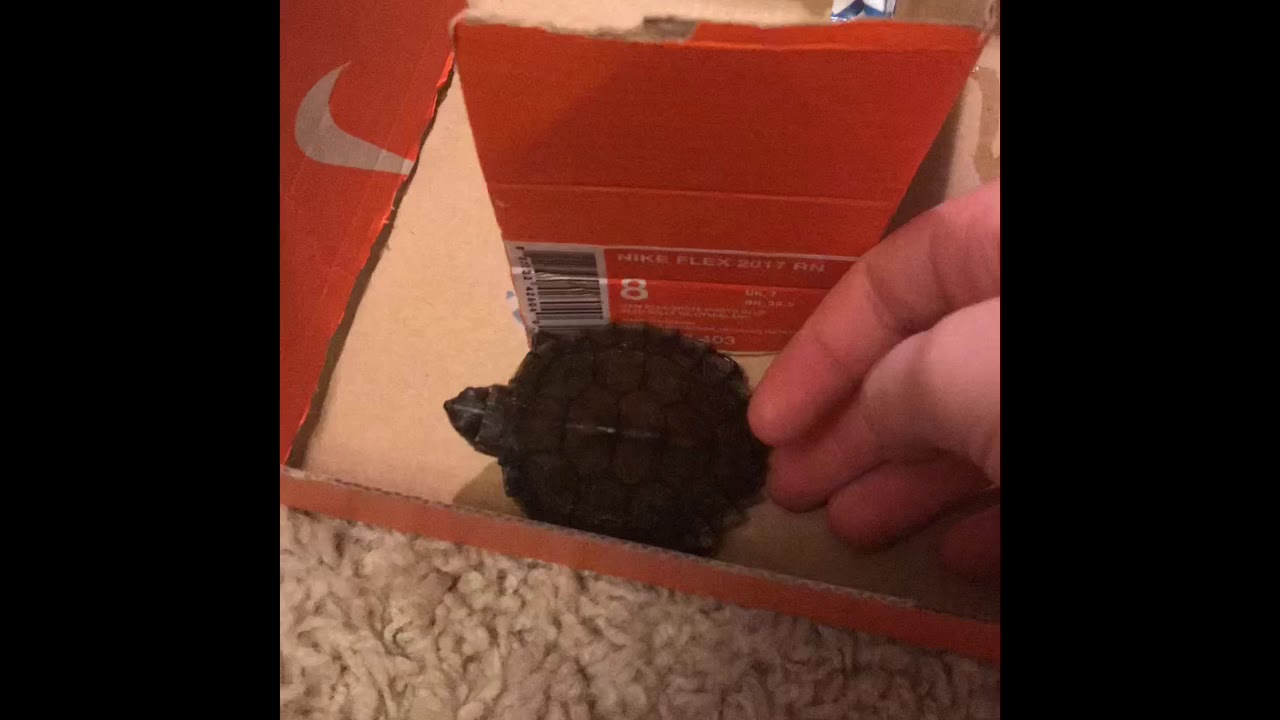 Obstacle Course For My Turtle - YouTube