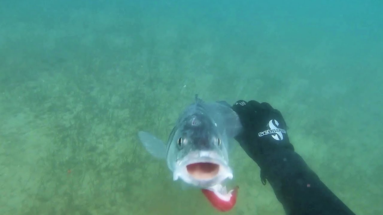 ΕΝΑ ΜΕΓΑΛΟ ΛΑΒΡΑΚΙ ΜΕΤΑ ΤΗΝ ΚΑΡΑΝΤΙΝΑ/ONE SEABASS AFTER THE QUARANTINE ...