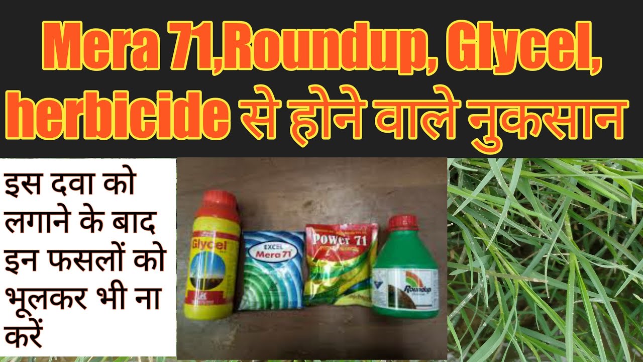 🔥Mera 71,roundup,Glycel herbicide से होने वाले नुकसान। - YouTube