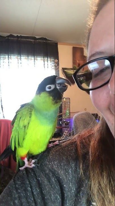 Nanday Conure Parrot Rona Talking - YouTube