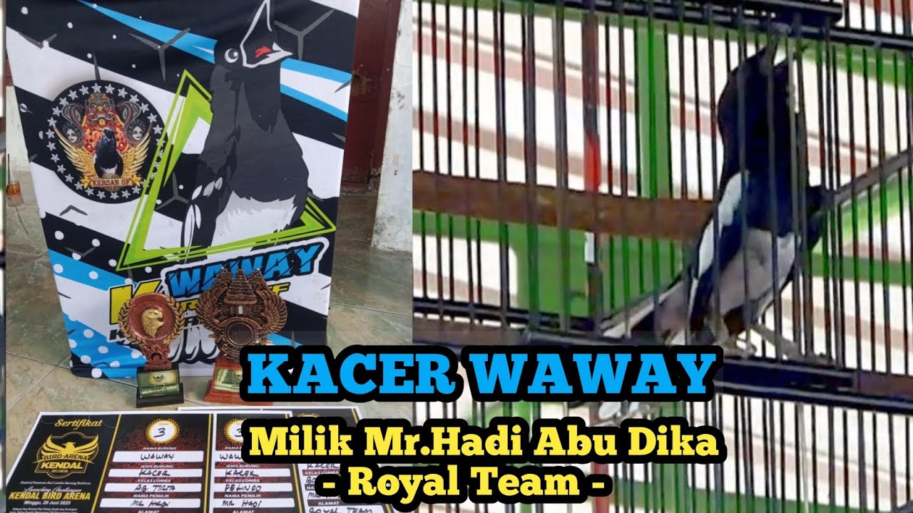 Kacer Waway Tampil Stabil Digelaran Kendal Bird Arena Milik Kacer Mr ...