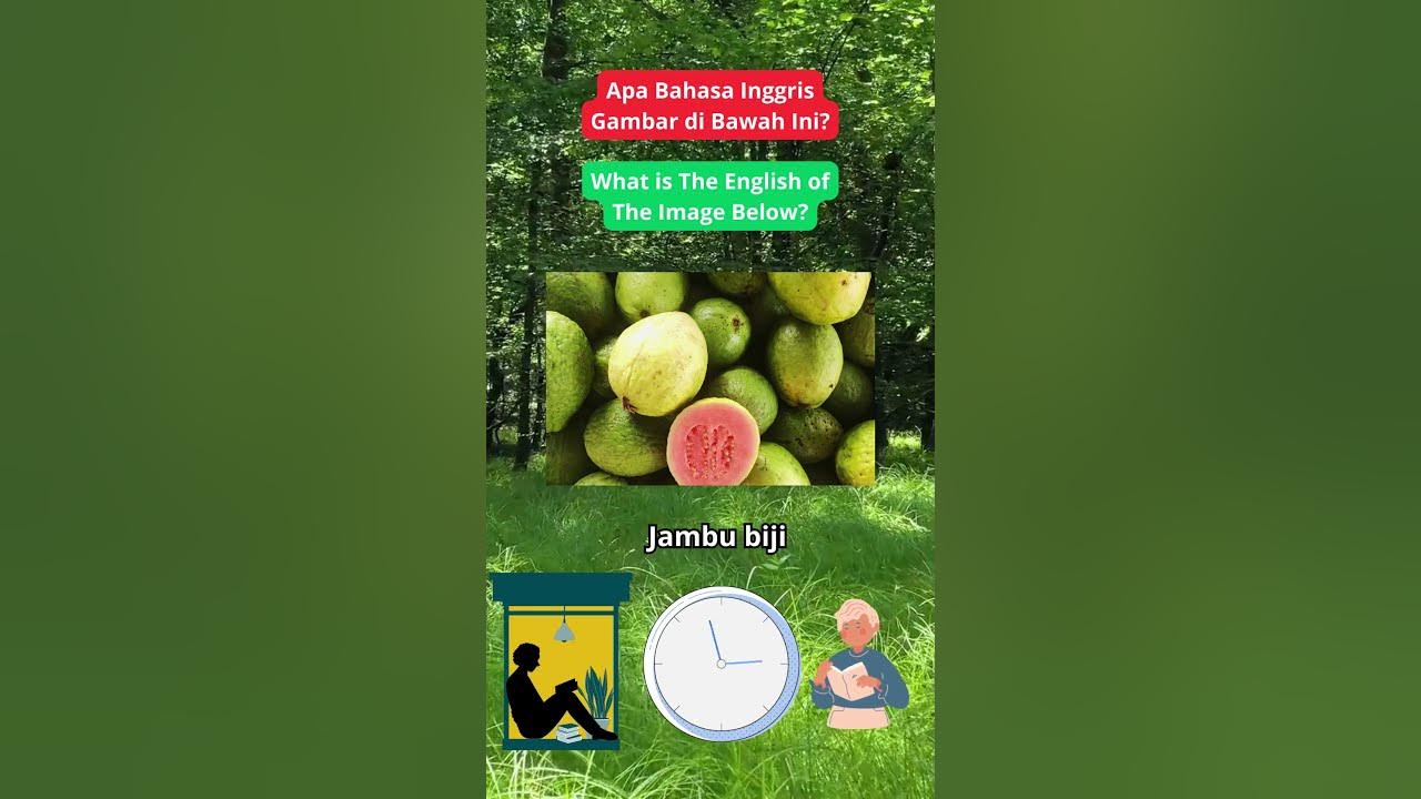 Belajar Bahasa Inggris, Apa bahasa inggrisnya jambu biji#shorts - YouTube
