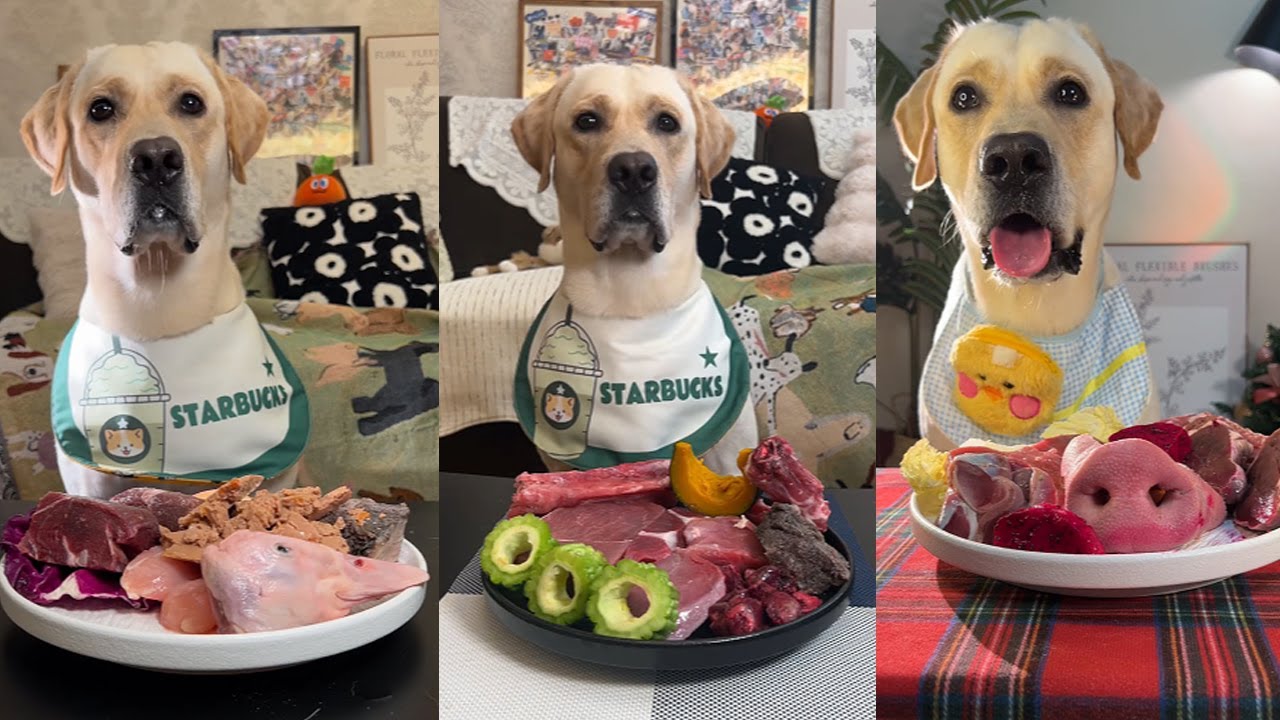 【ASMR】Lucky沈浸式吃播合集（159），生肉太好吃了#pets #cute - YouTube