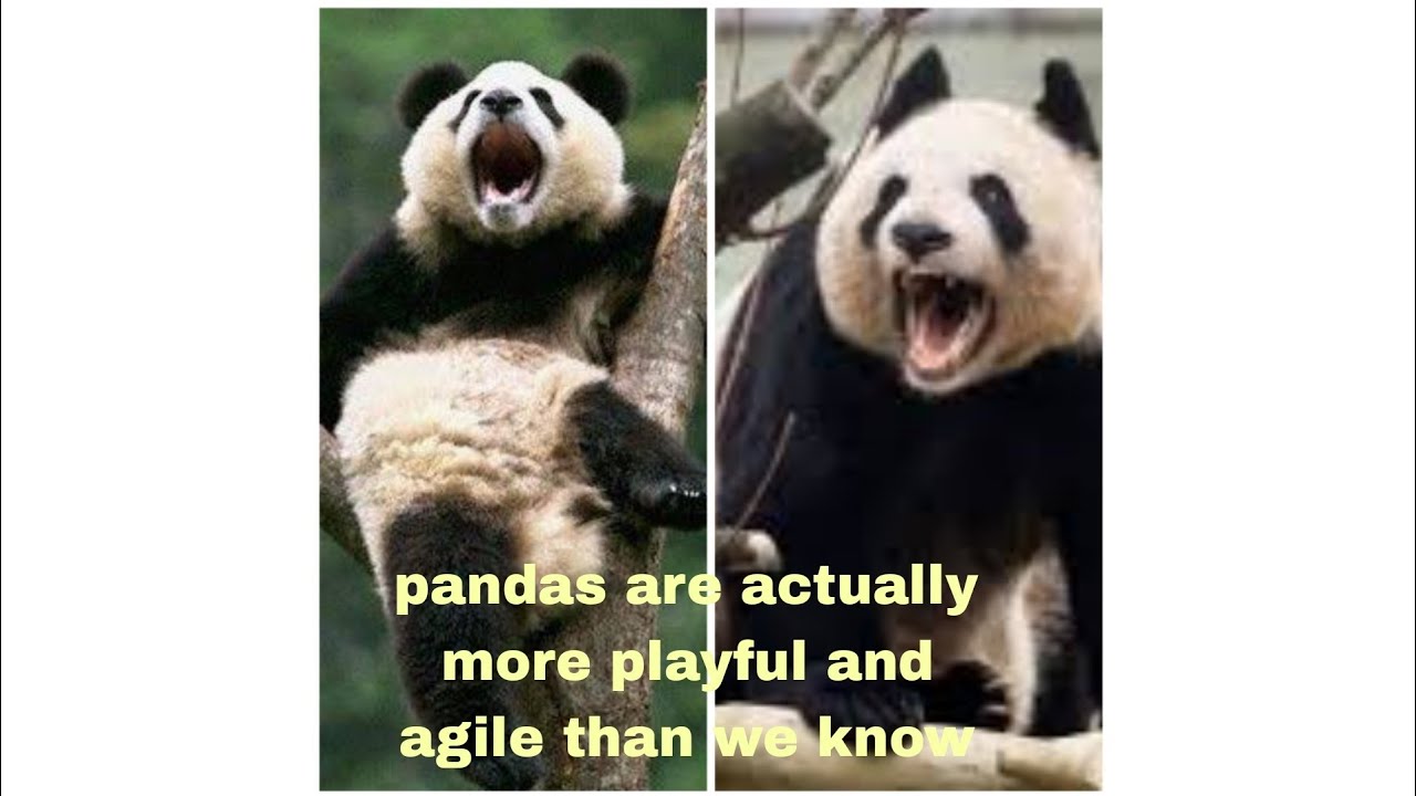pandas are actually more playful and agile than you we know#videos ...